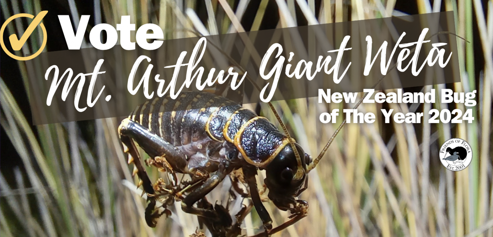 Mt Arthur giant weta, Bug of the Year, 2024
