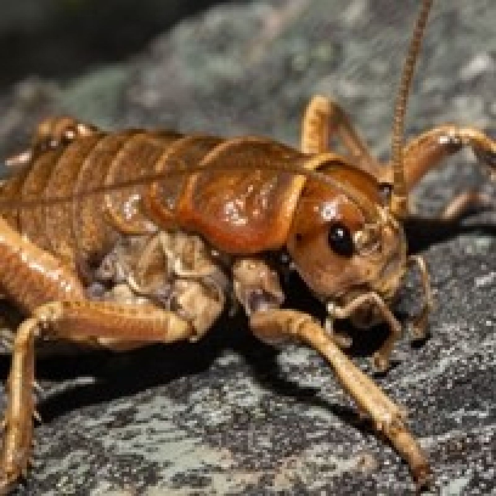 Mt Arthur giant weta, Bug of the Year, 2024